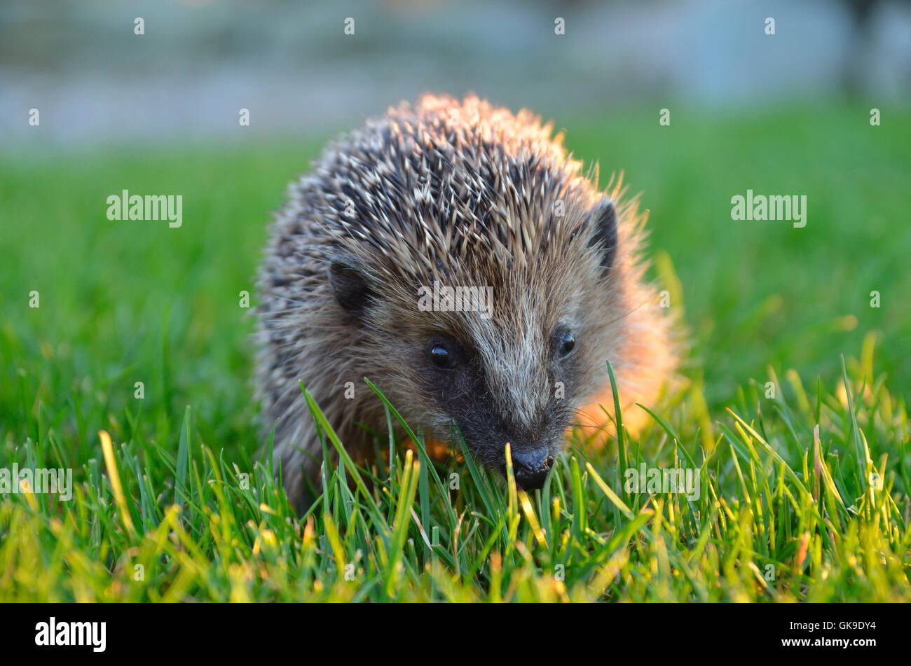 prickle hedgehog insectivore Stock Photo - Alamy