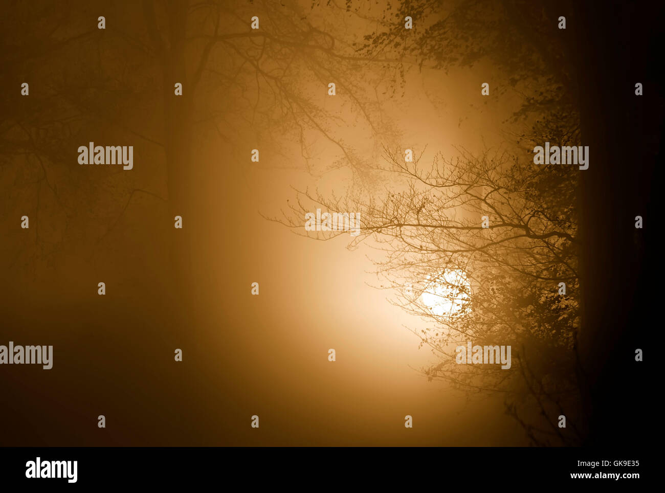 fog dawn mysterious Stock Photo - Alamy