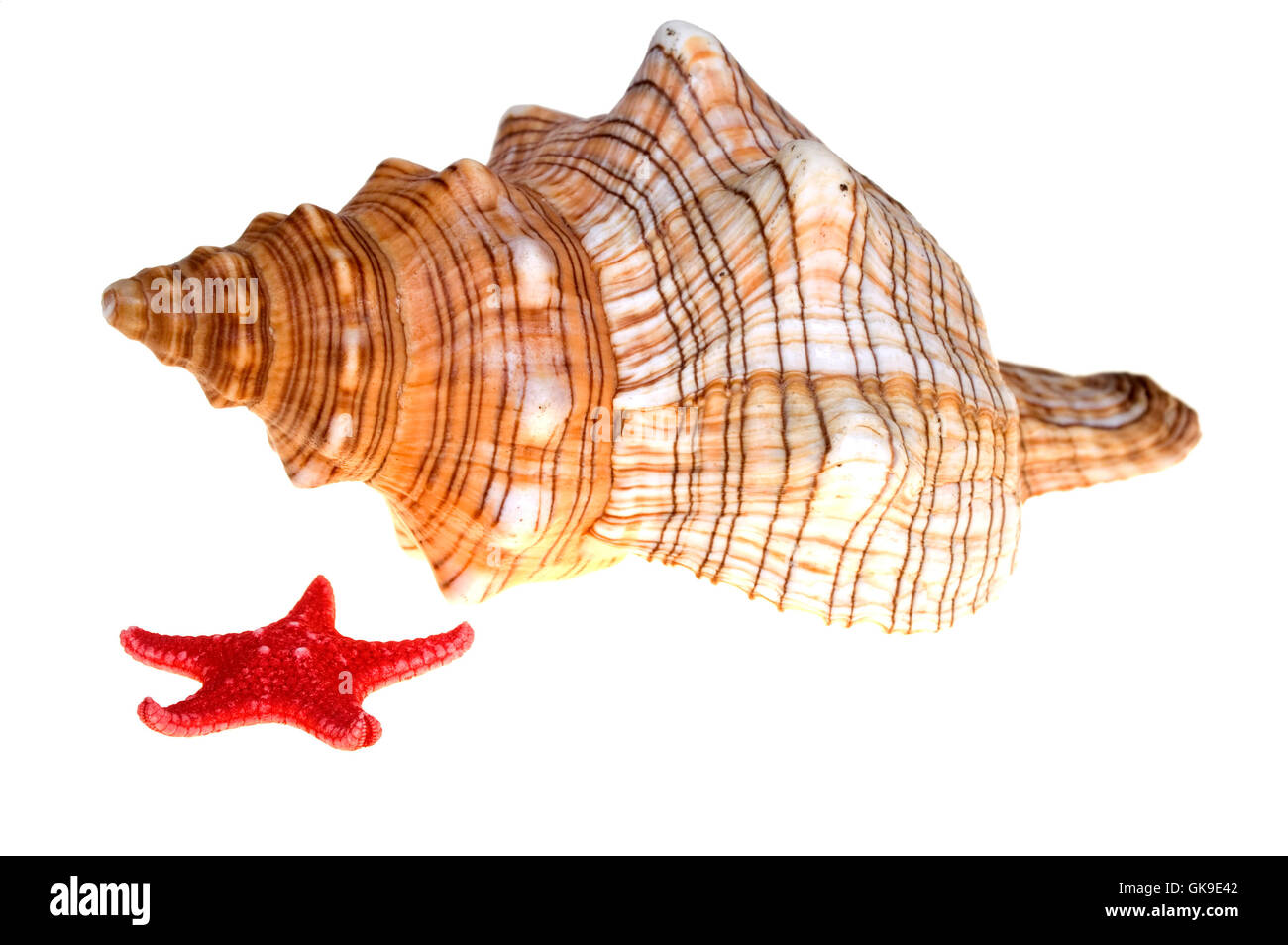 animal slug snail Stock Photo - Alamy