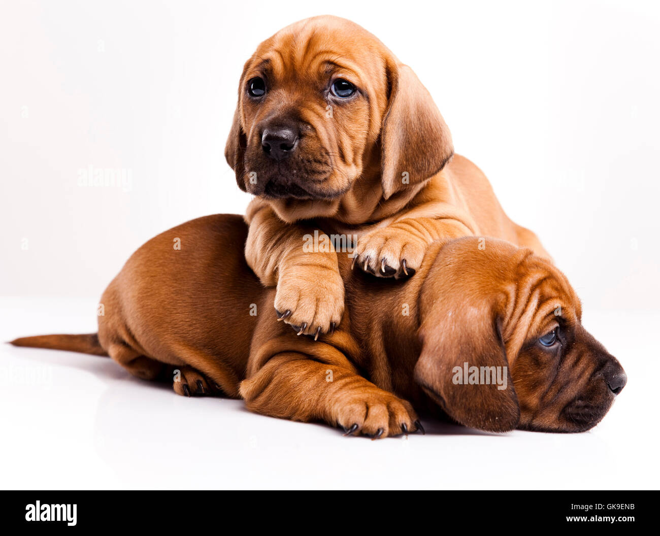animal pet mammal Stock Photo - Alamy