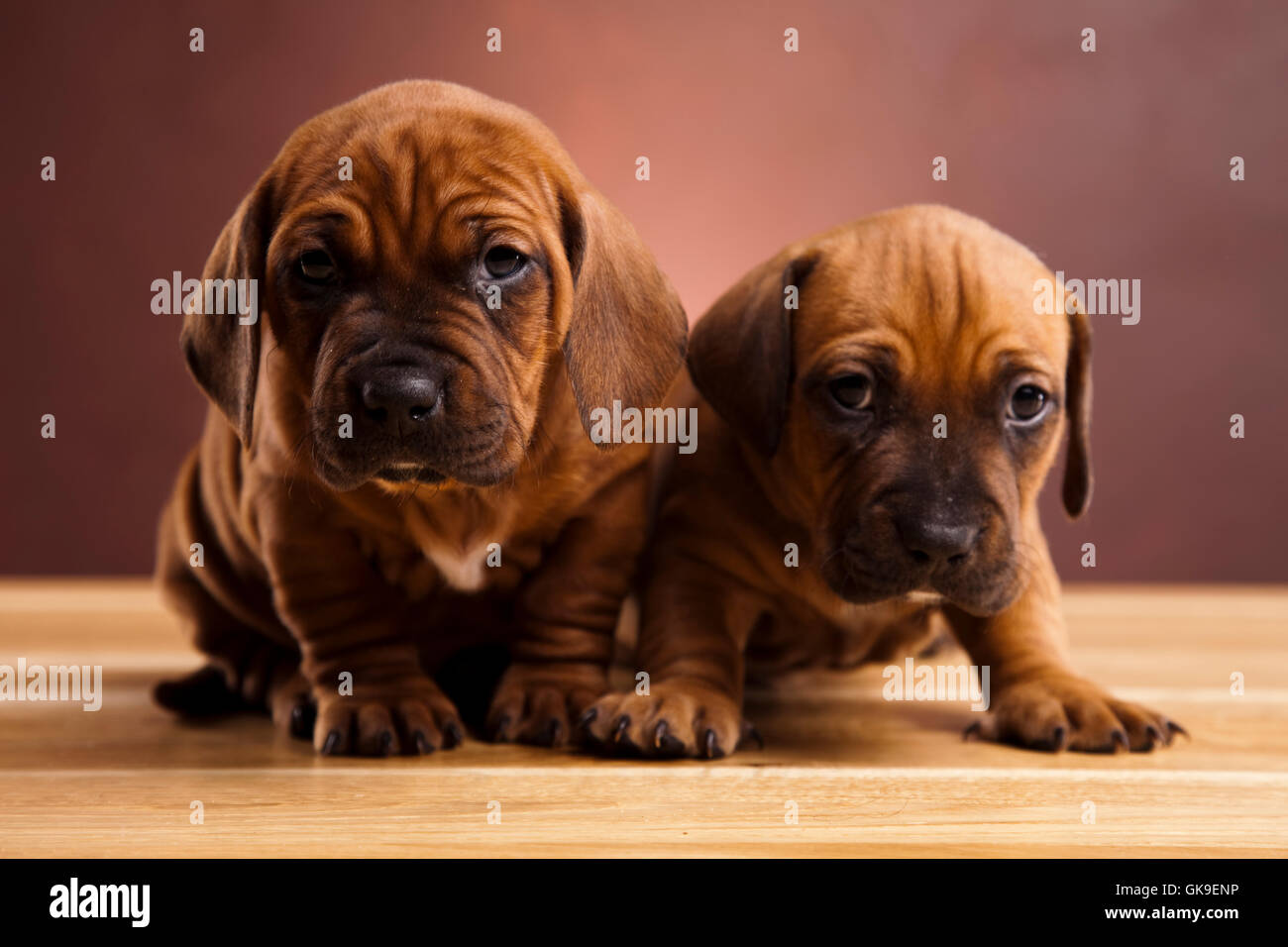 animal pet mammal Stock Photo - Alamy