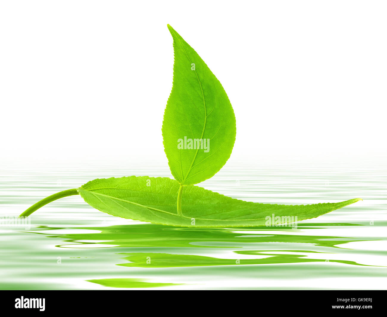 leaf boat rowing boat Stock Photo - Alamy