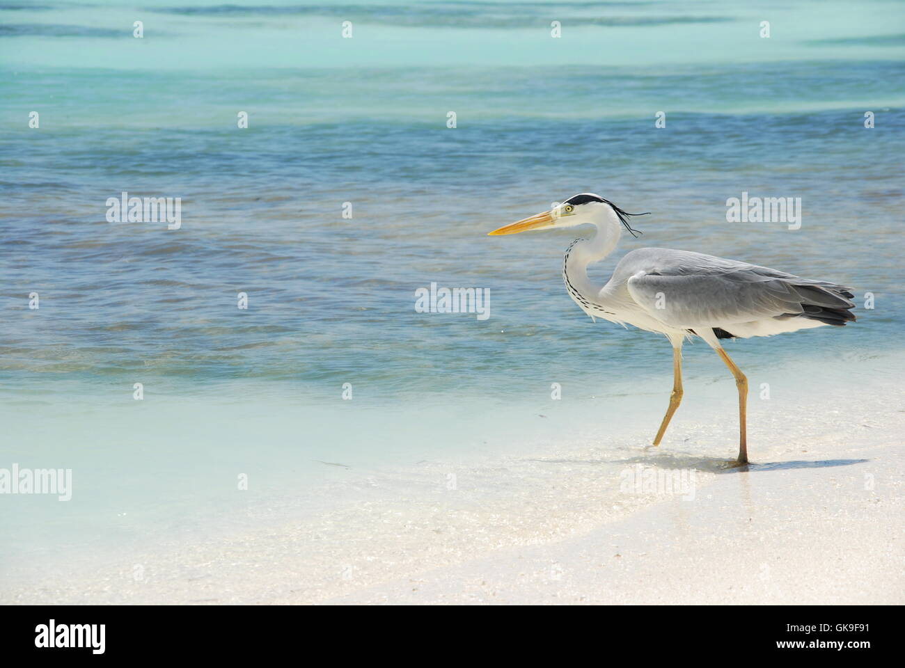 closeup animal bird Stock Photo - Alamy