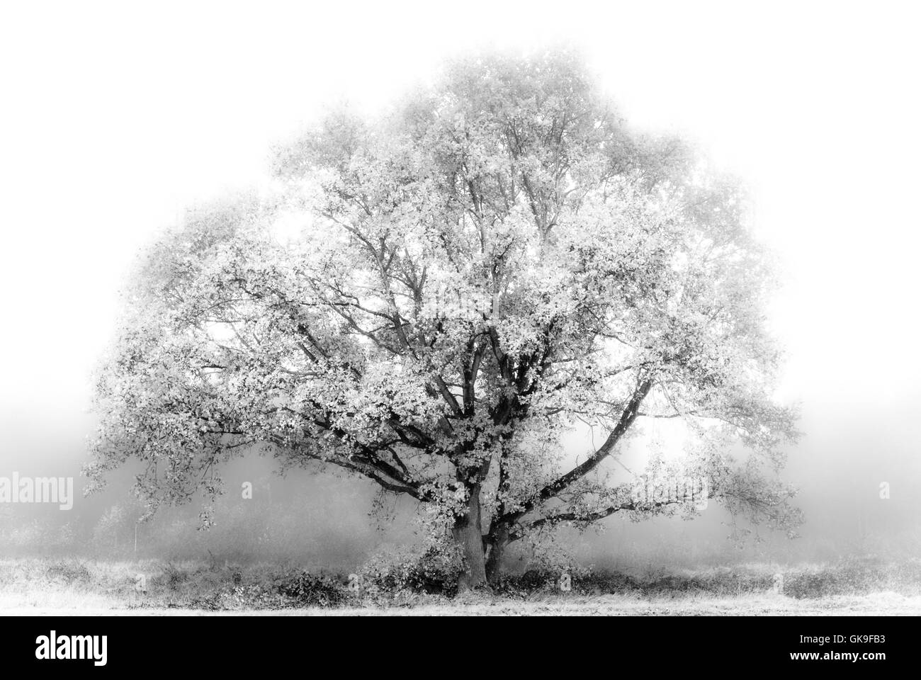 Oak tree location Black and White Stock Photos & Images - Alamy