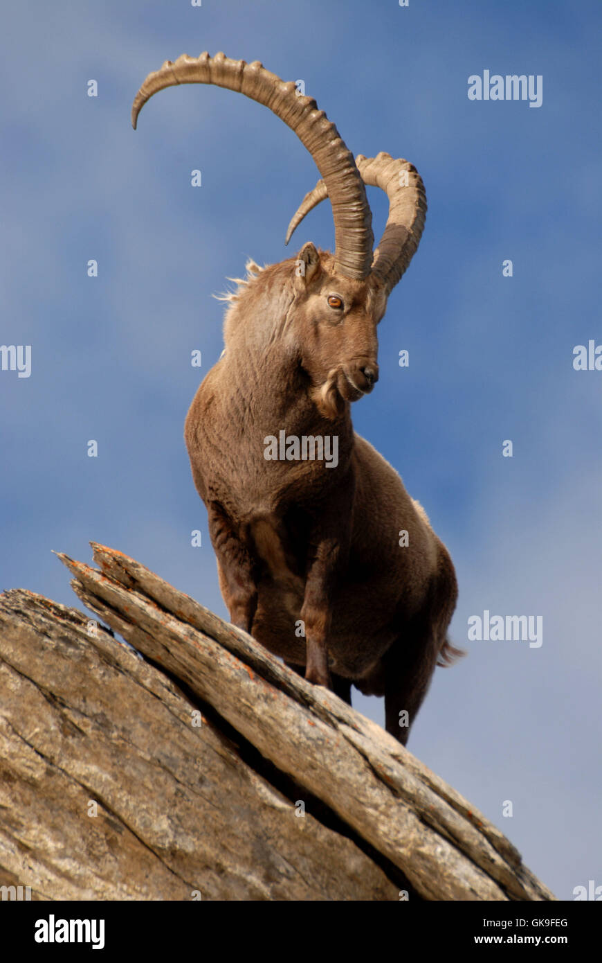 capricorn blue big Stock Photo - Alamy
