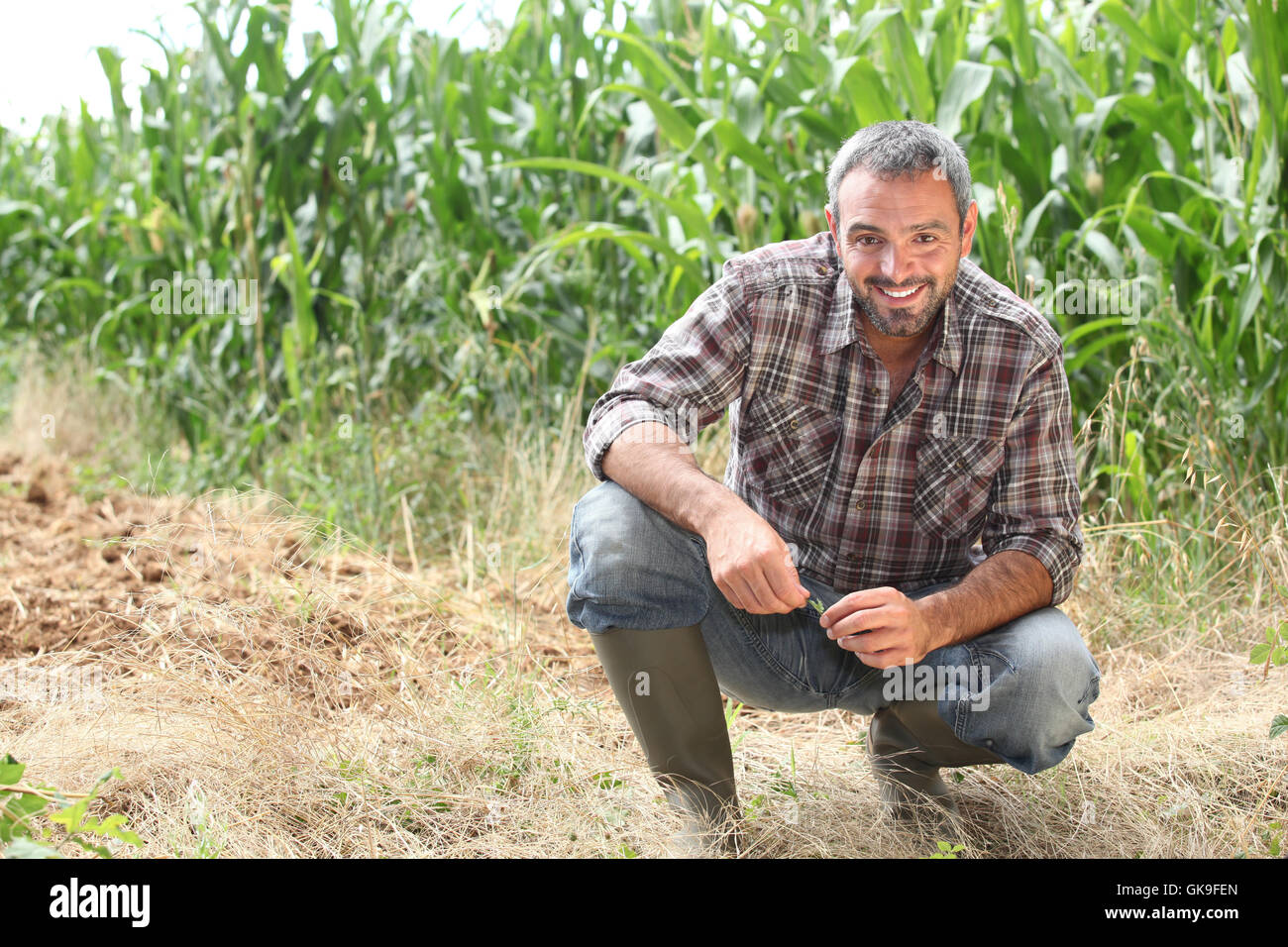 agriculture farming ears Stock Photo - Alamy