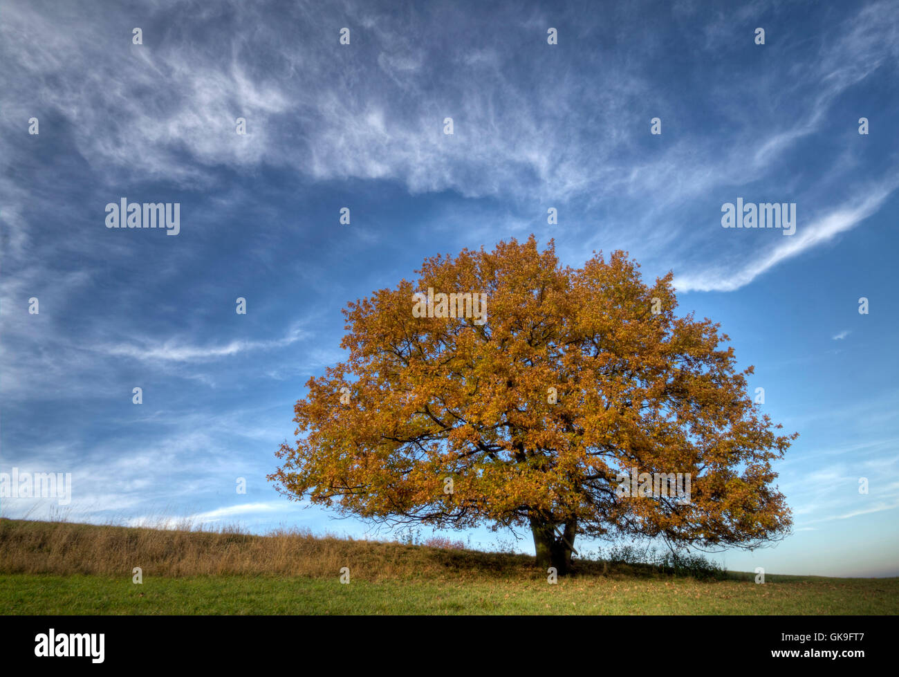 blue tree green Stock Photo - Alamy