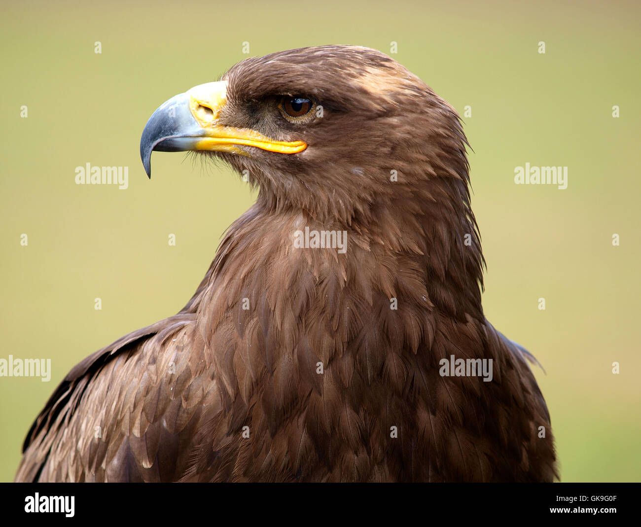 Eagle eye hi-res stock photography and images - Alamy