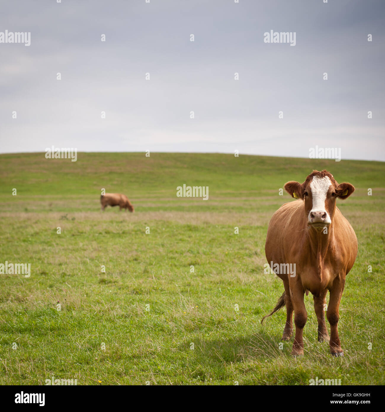 animal agriculture farming Stock Photo - Alamy