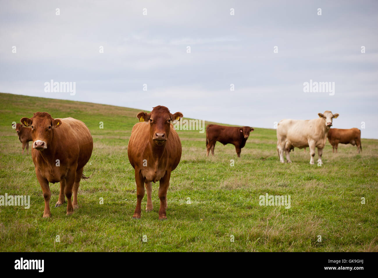 animal agriculture farming Stock Photo - Alamy