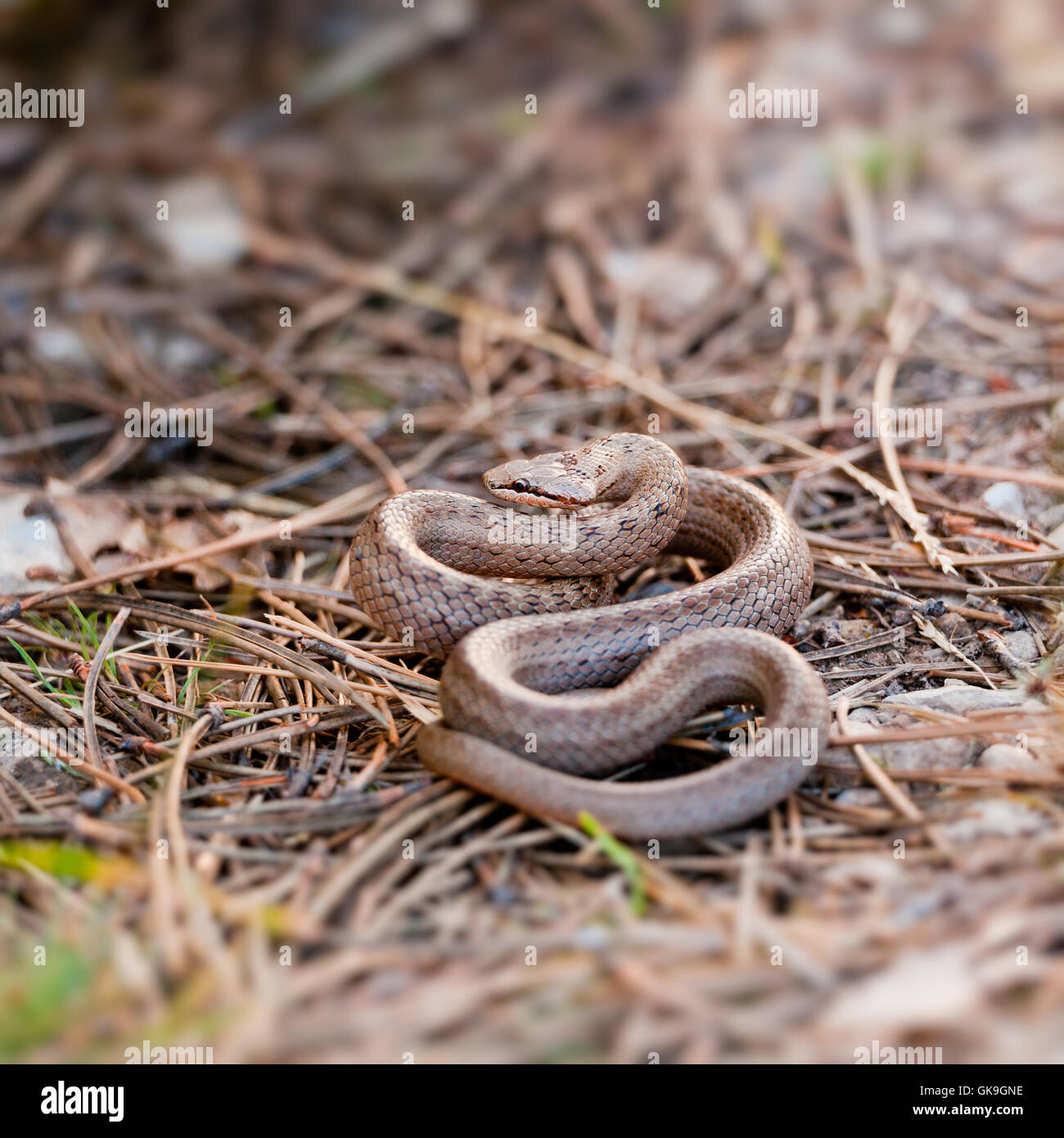 environment enviroment colour Stock Photo - Alamy