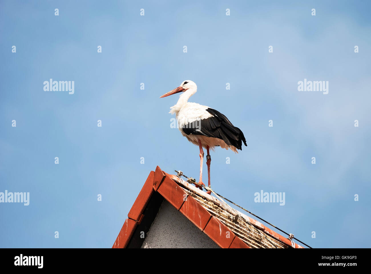 house building animal Stock Photo - Alamy