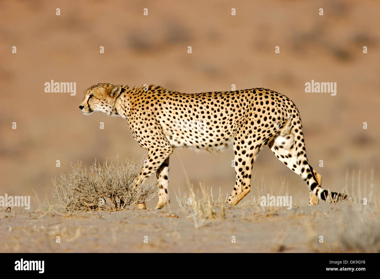 mammal predator cat Stock Photo - Alamy