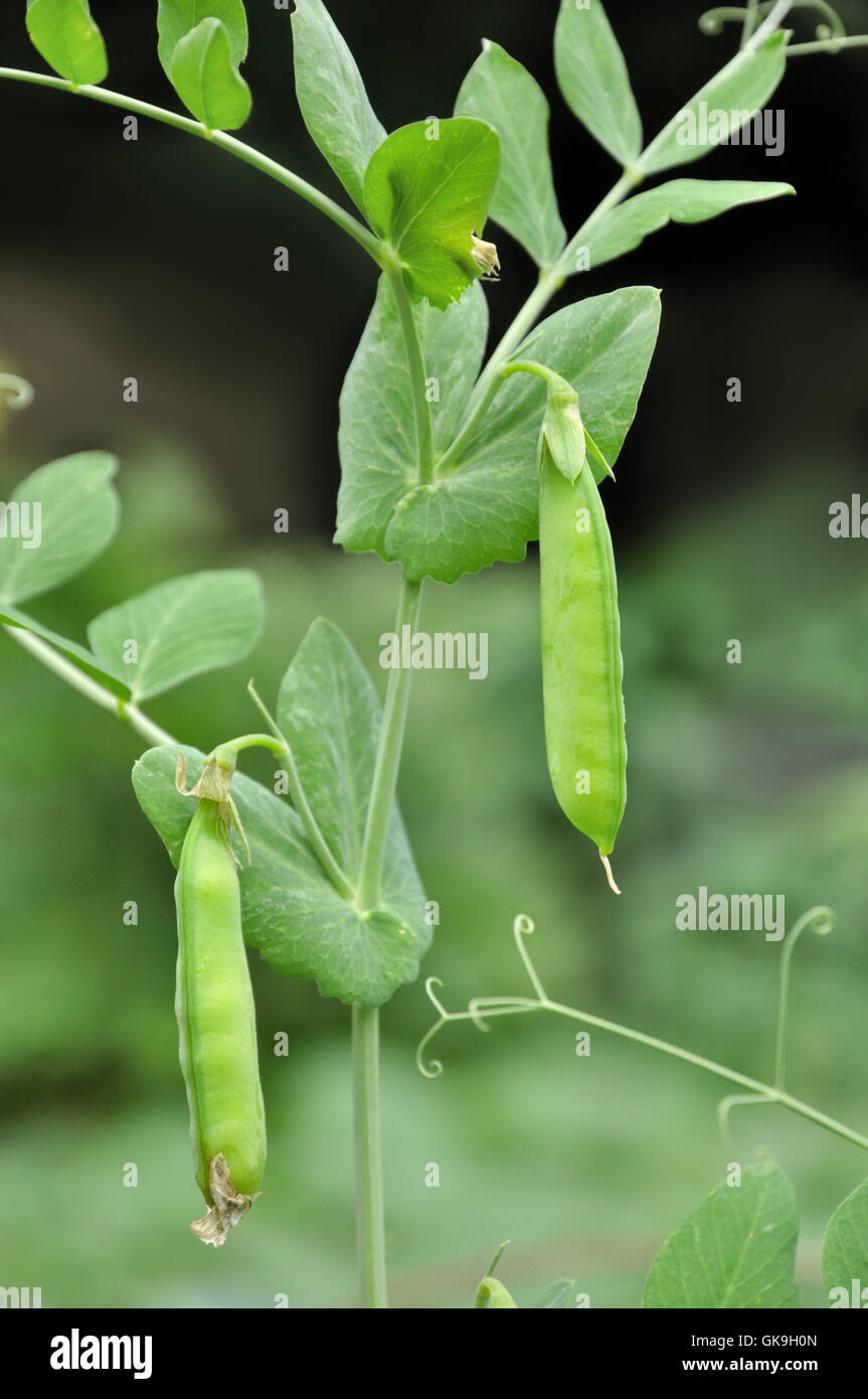 garden vegetable pod Stock Photo - Alamy