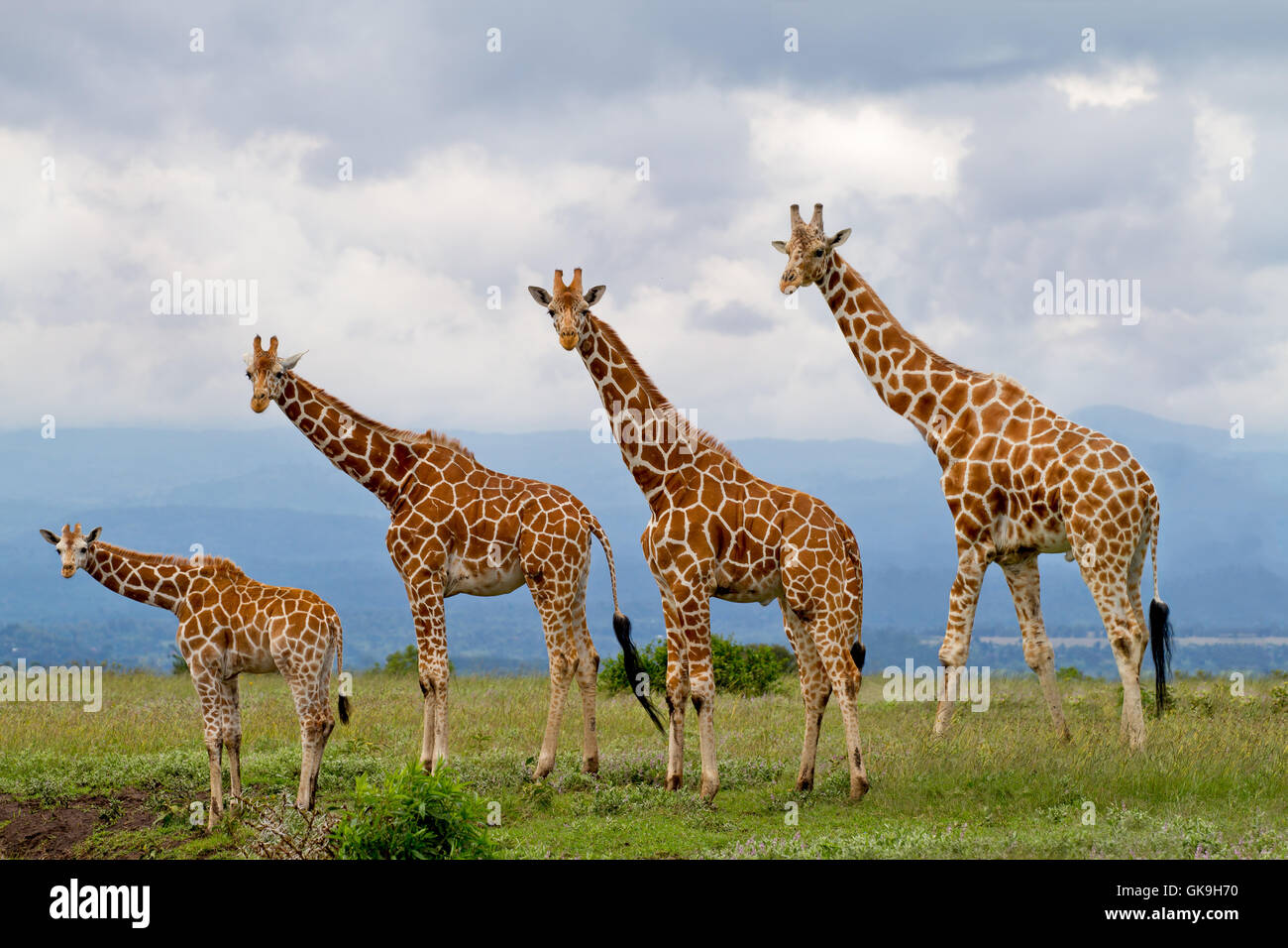 Largely hi-res stock photography and images - Alamy