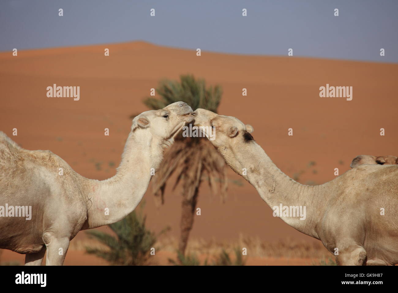 Nomad camel caravan hi-res stock photography and images - Alamy