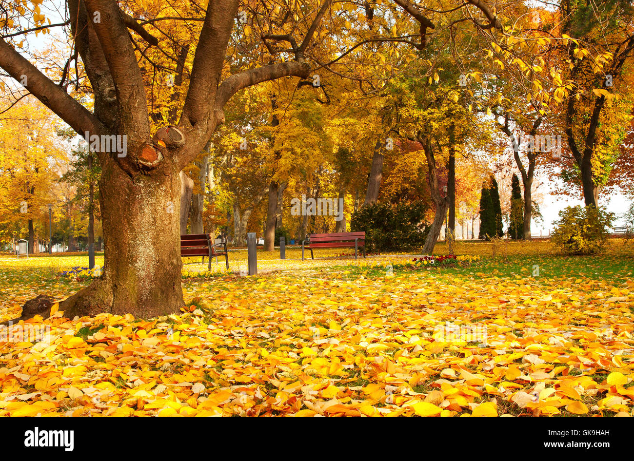 relaxation tree trees Stock Photo - Alamy
