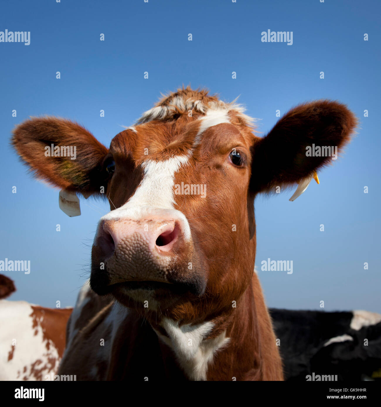 cow blue drink Stock Photo - Alamy
