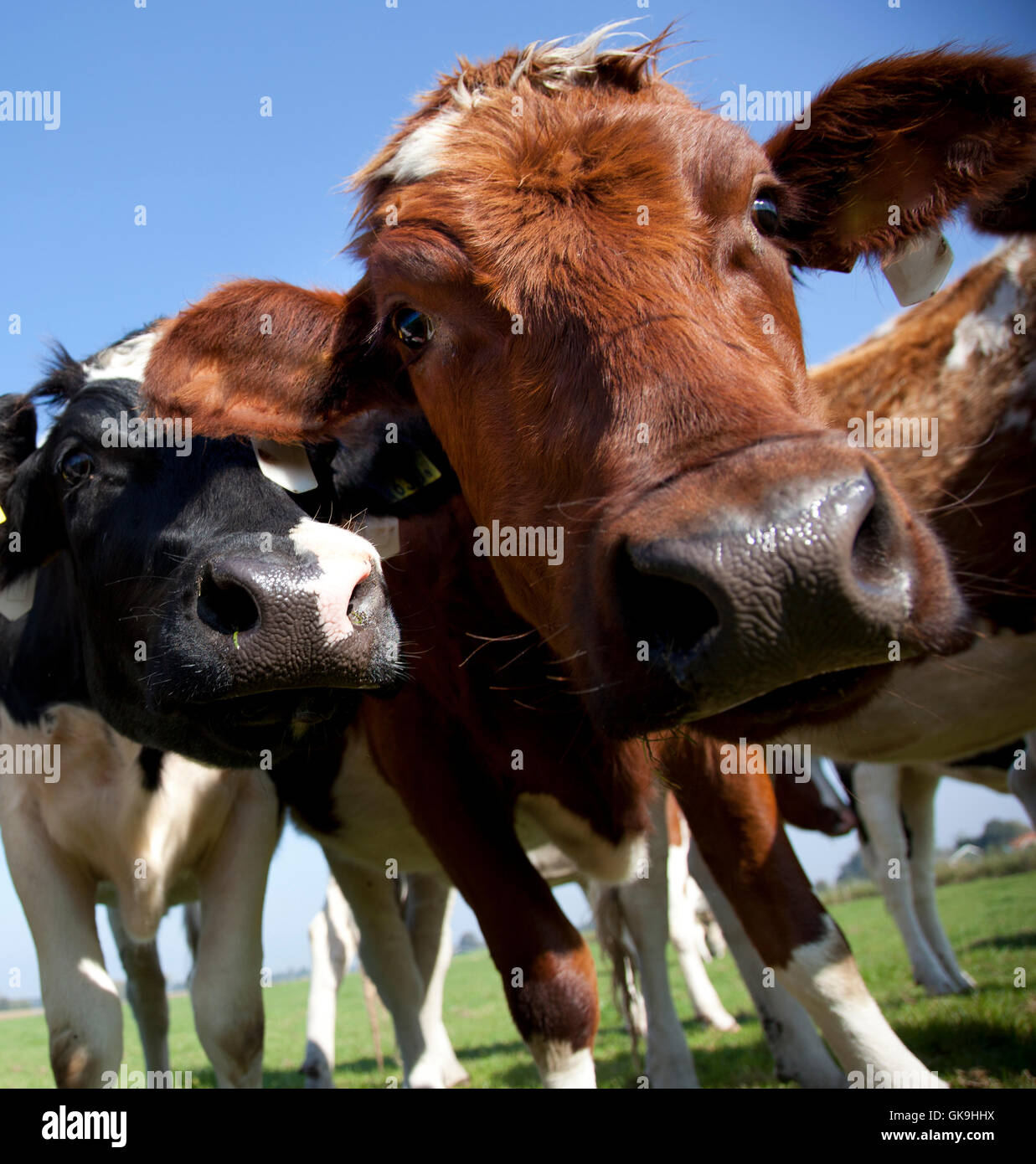 cow blue drink Stock Photo - Alamy