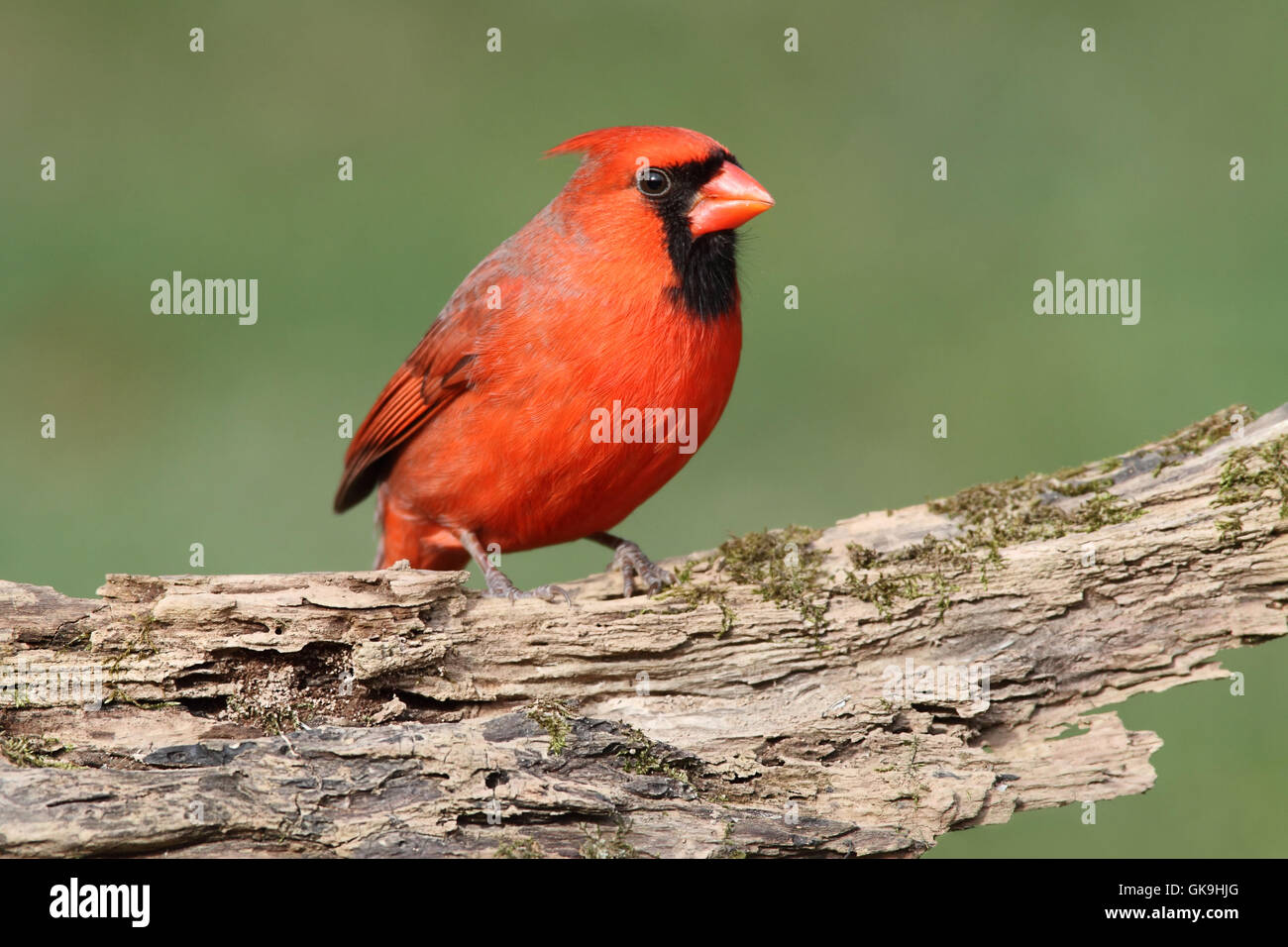 Tree bird hi-res stock photography and images - Alamy