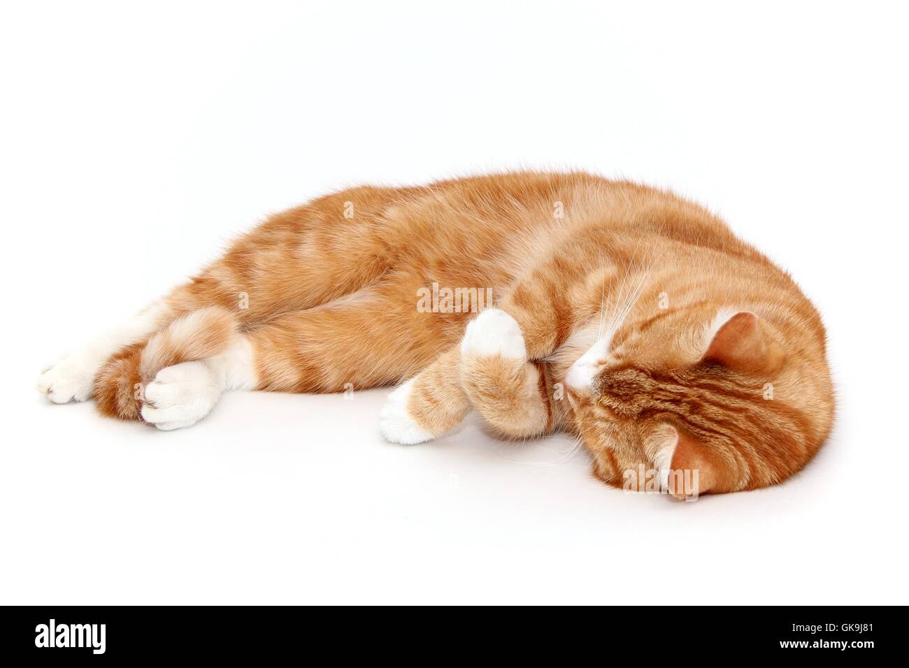 Sweet feline look Cut Out Stock Images & Pictures - Alamy