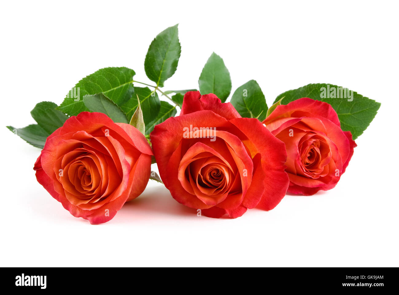 Three Red Roses High Resolution Stock Photography and Images - Alamy