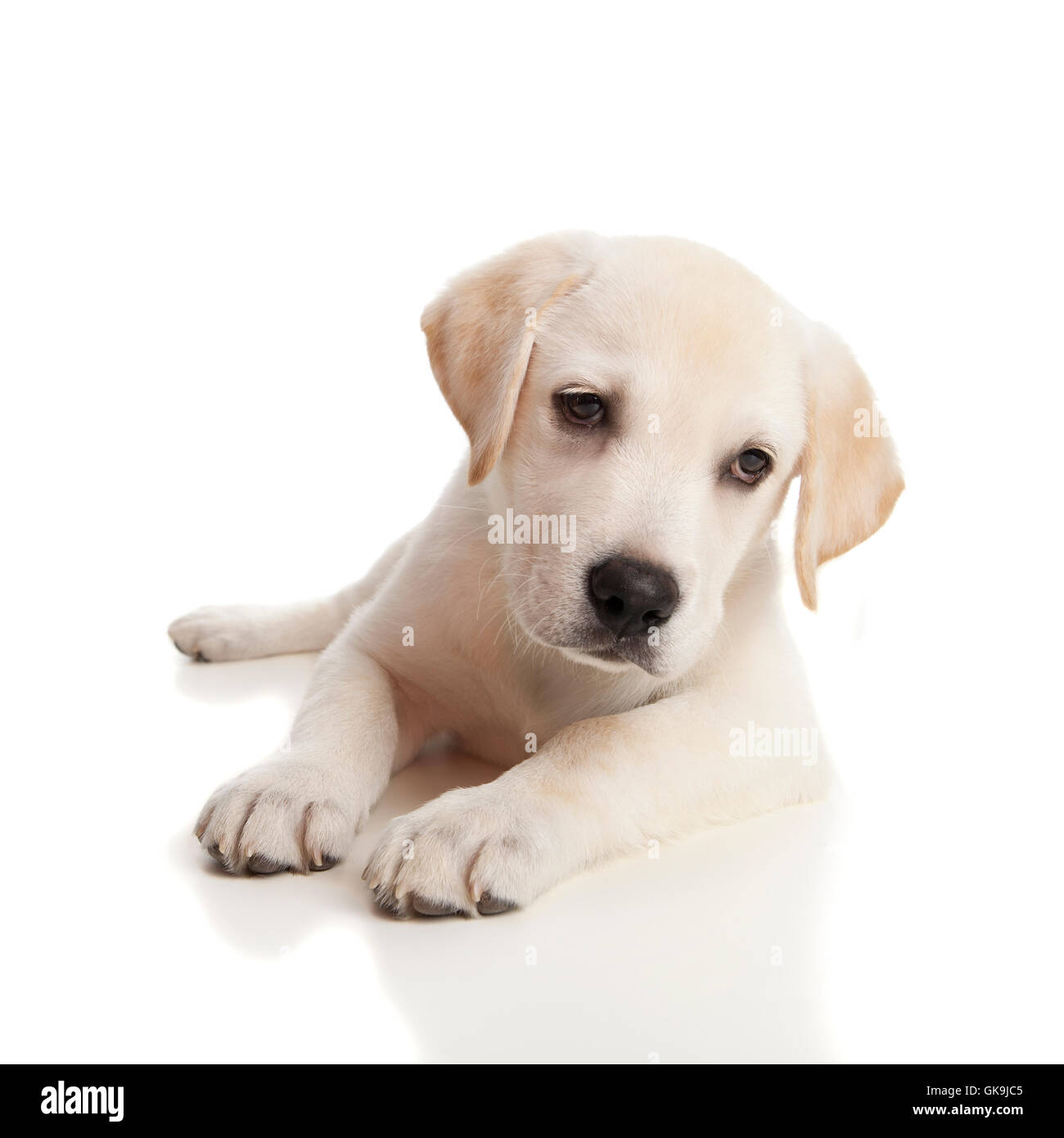 animal pet lie Stock Photo - Alamy
