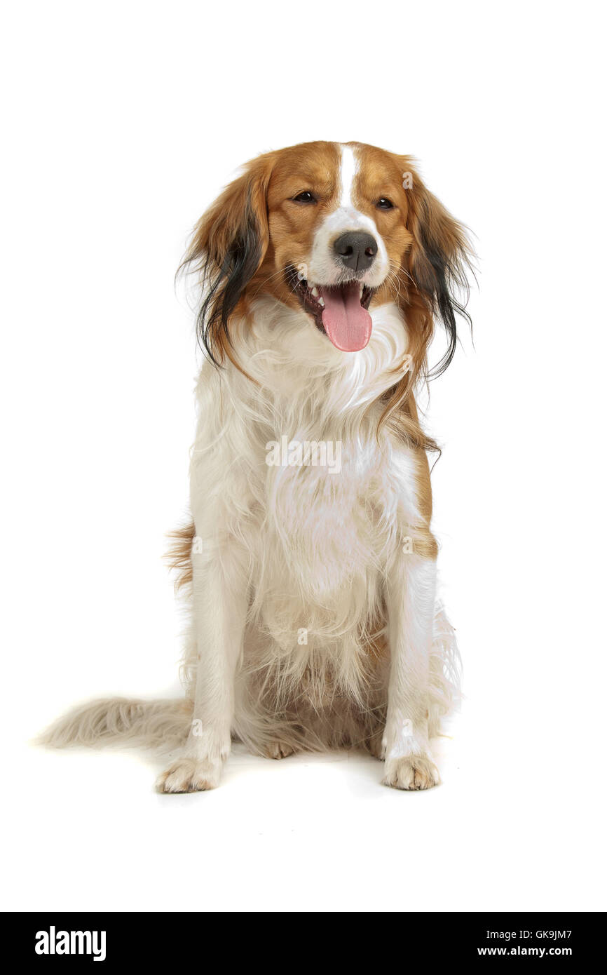 Dutch decoy spaniel hi-res stock photography and images - Alamy