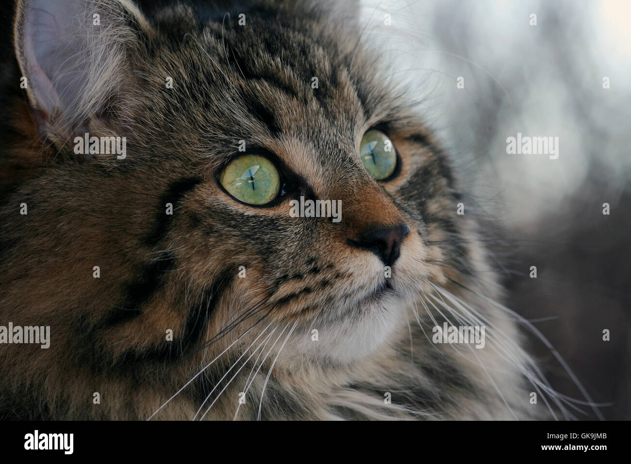 pretty young norwegian forest cat Stock Photo - Alamy