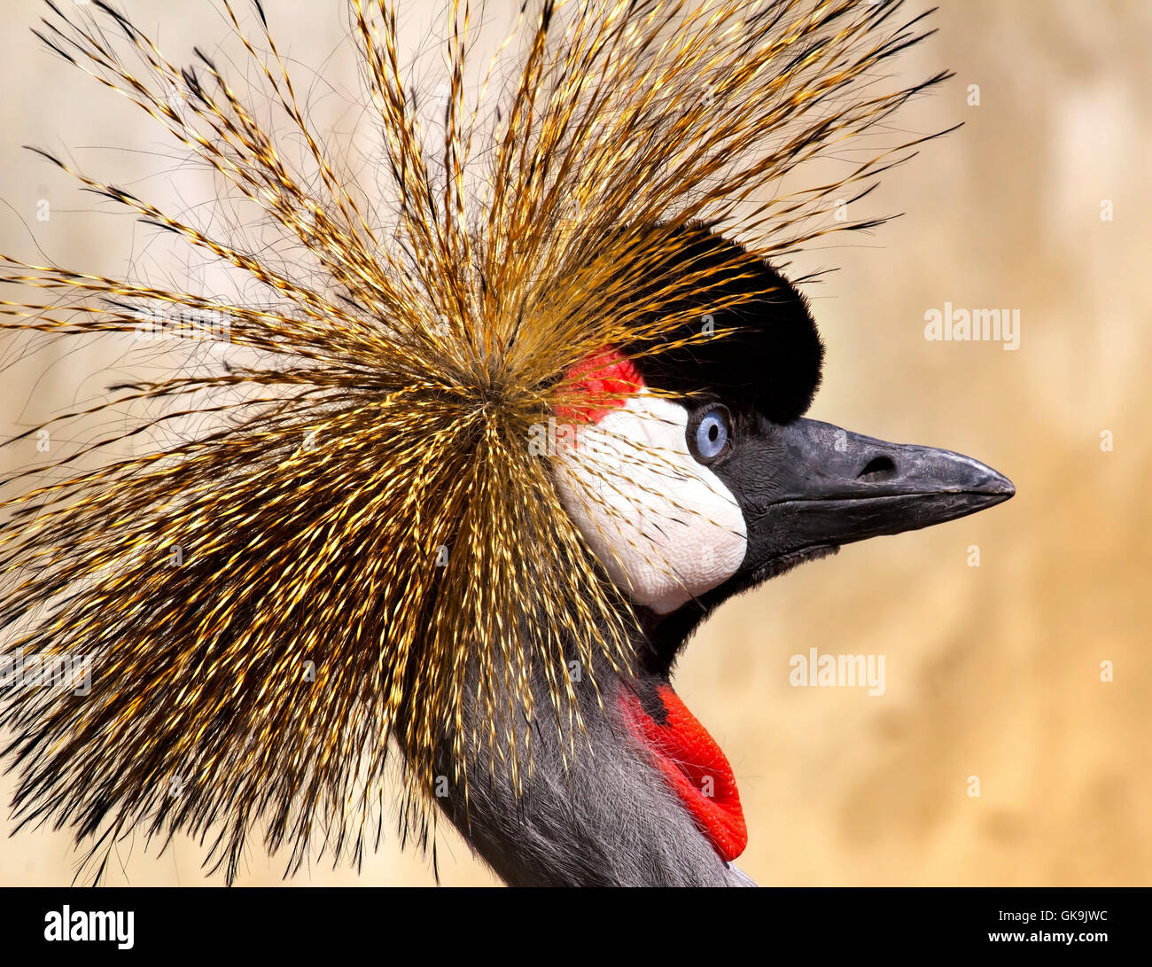 Feathers wildlife hi-res stock photography and images - Alamy