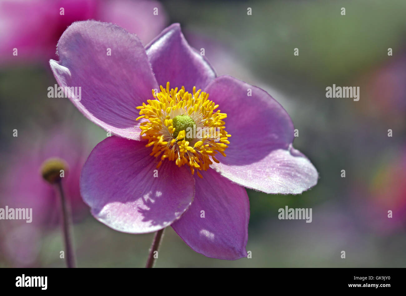 Anemone japonica pink hi-res stock photography and images - Alamy