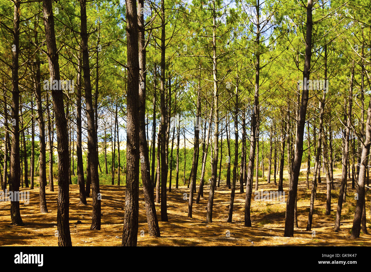 tree trees ground Stock Photo - Alamy