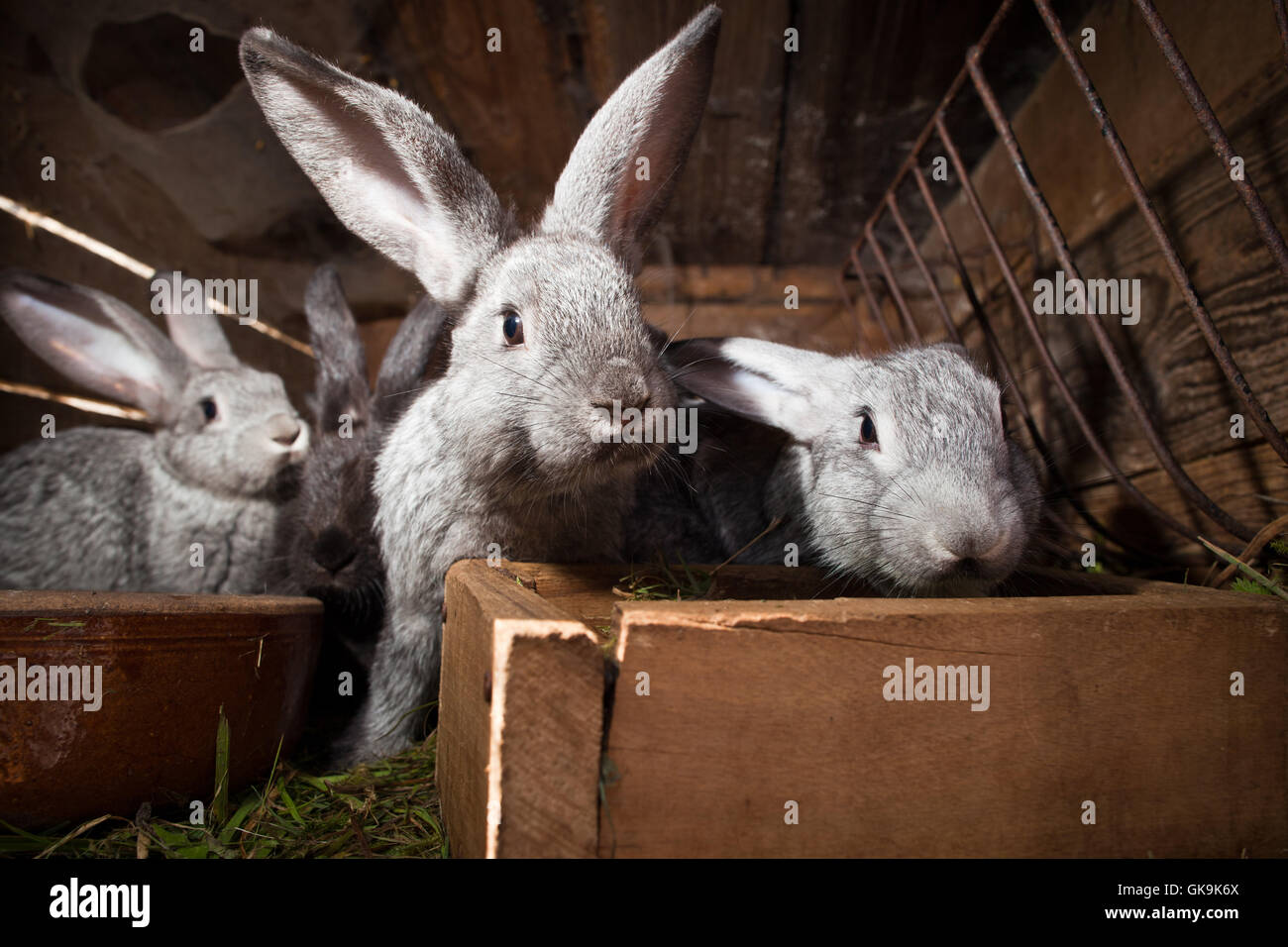 animal mammal small Stock Photo - Alamy