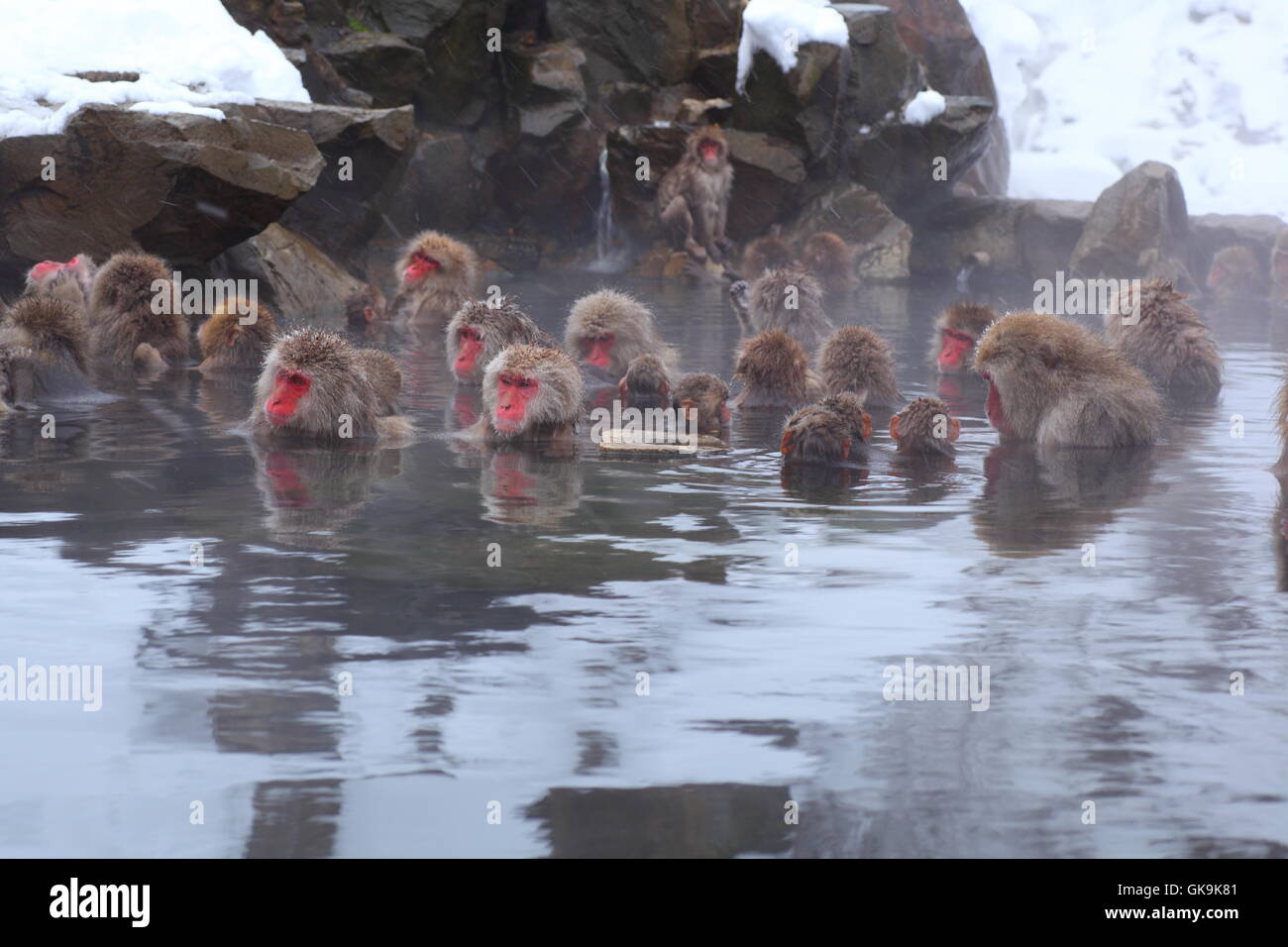 Animal onsen hi-res stock photography and images - Alamy