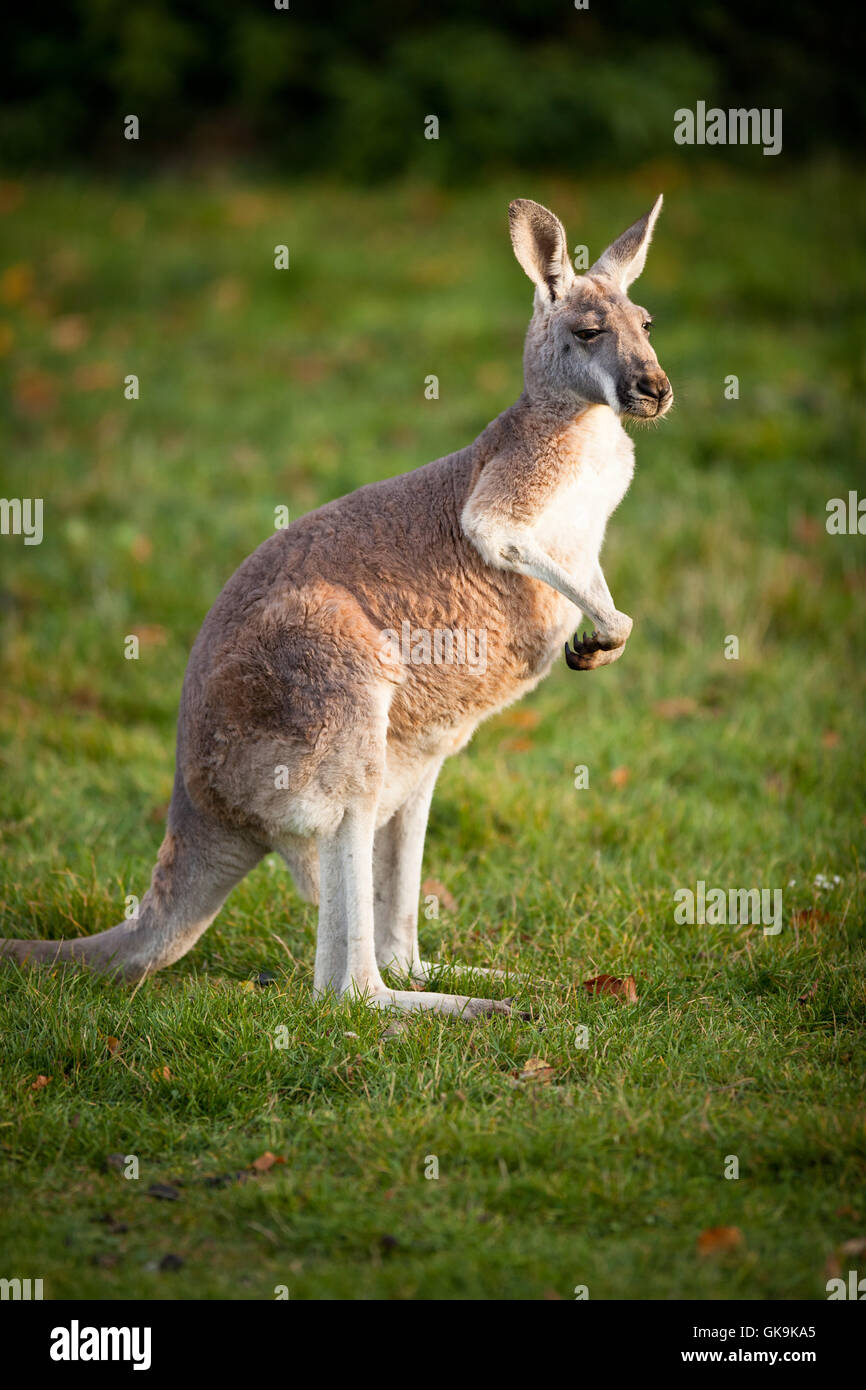 They are an animal of australia hi-res stock photography and images - Alamy