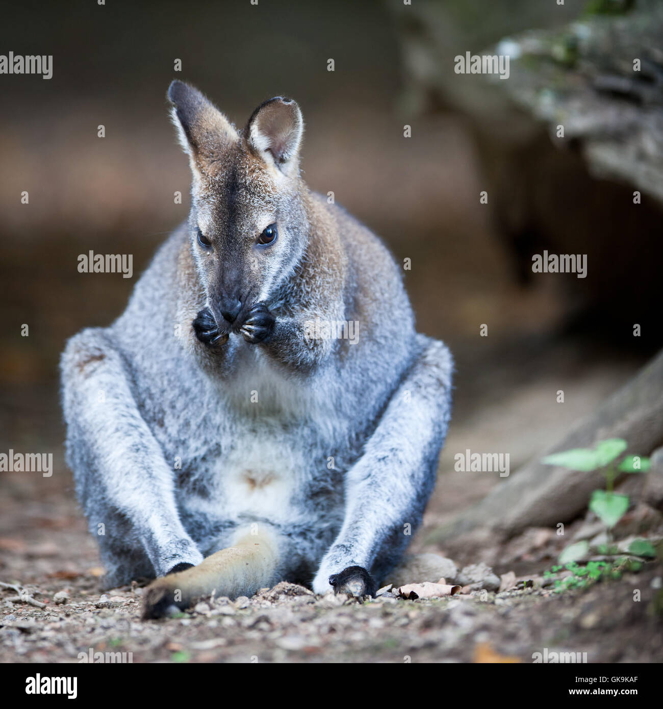 Australia animal hi-res stock photography and images - Alamy