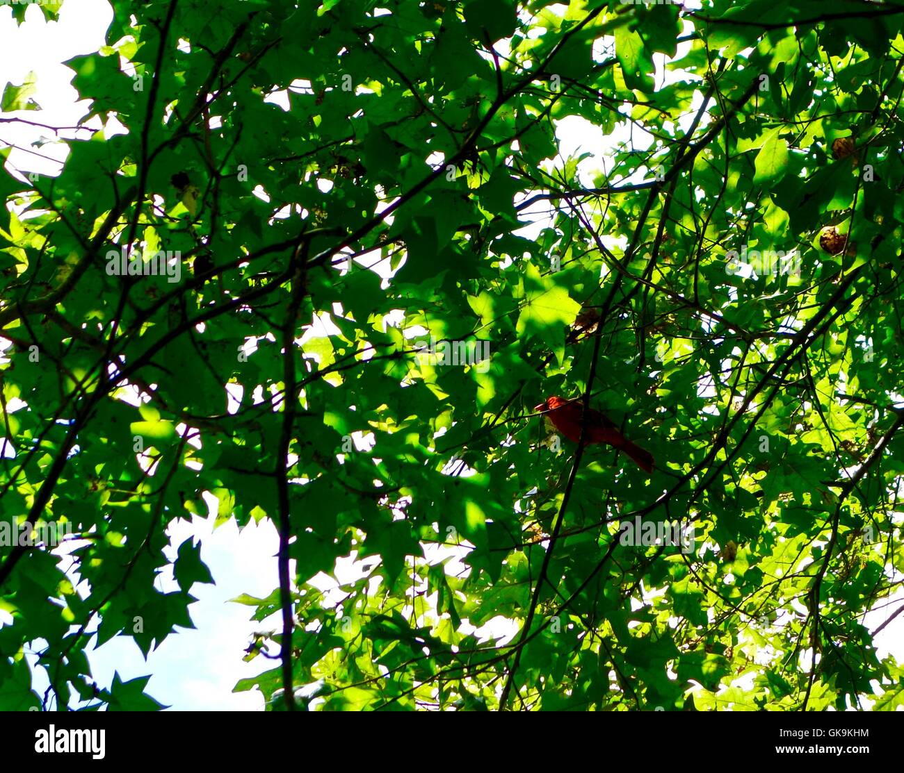 Red bird cardinal hi-res stock photography and images - Alamy