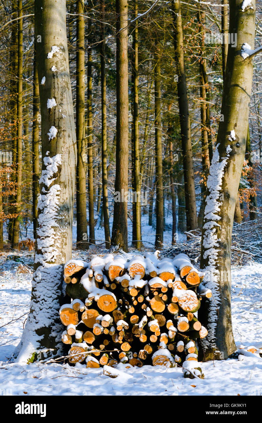 winter wood snow Stock Photo - Alamy