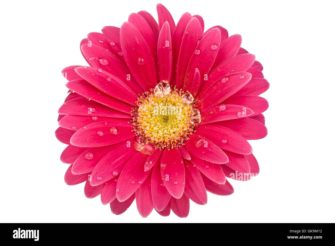 single gerbera with drops of water against white background Stock Photo ...