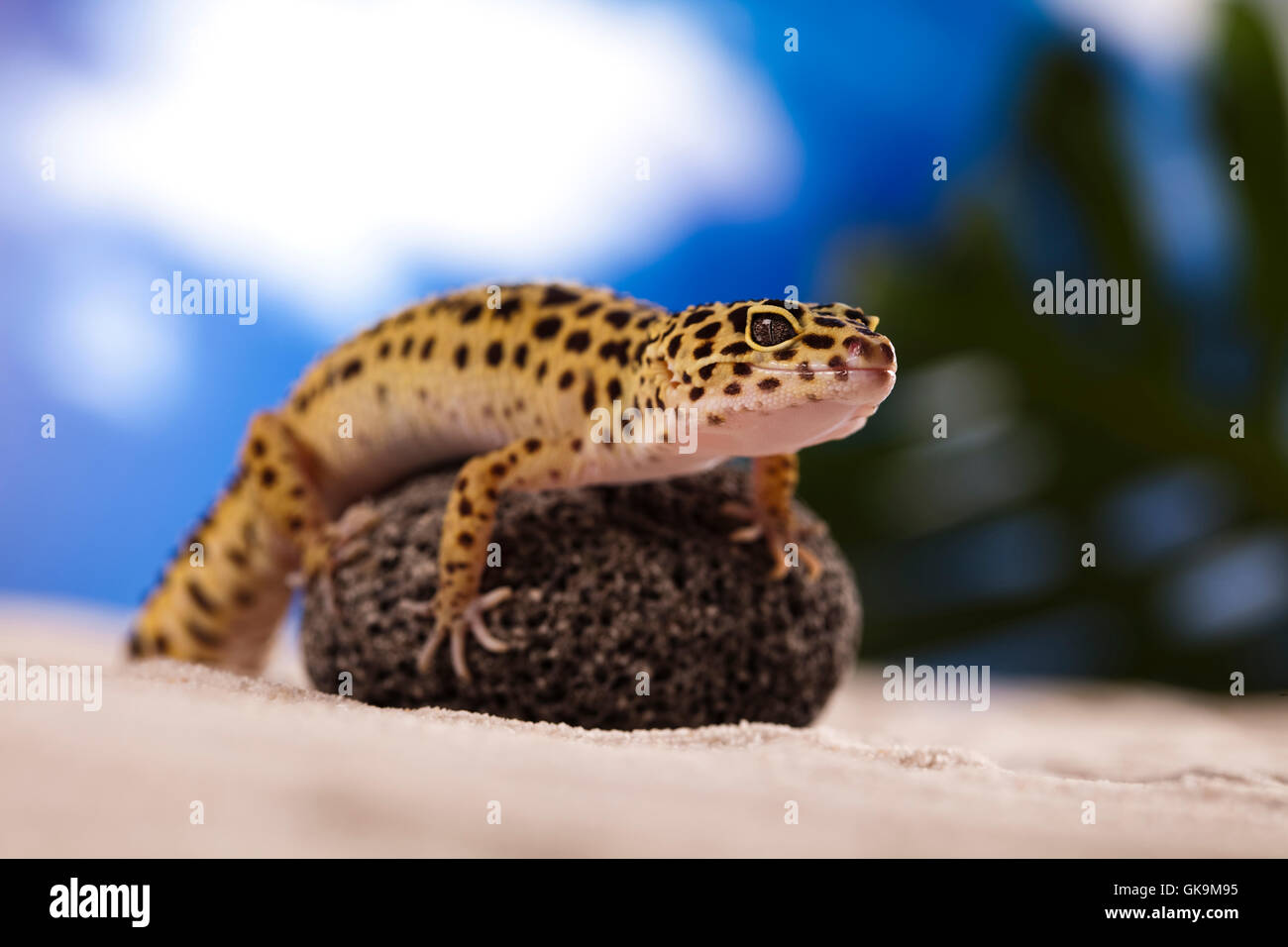 animal pet reptile Stock Photo - Alamy