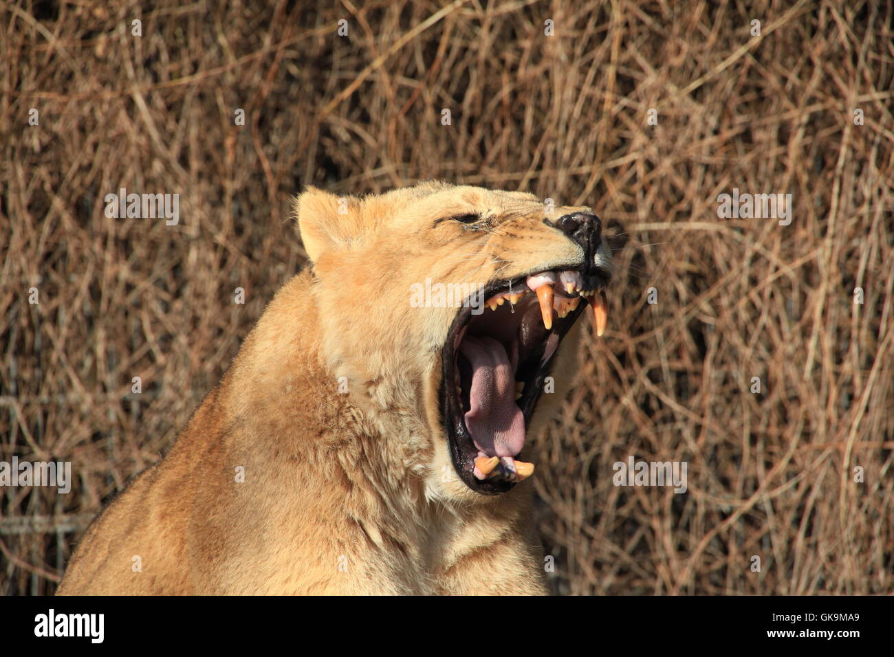lioness in closeup Stock Photo - Alamy