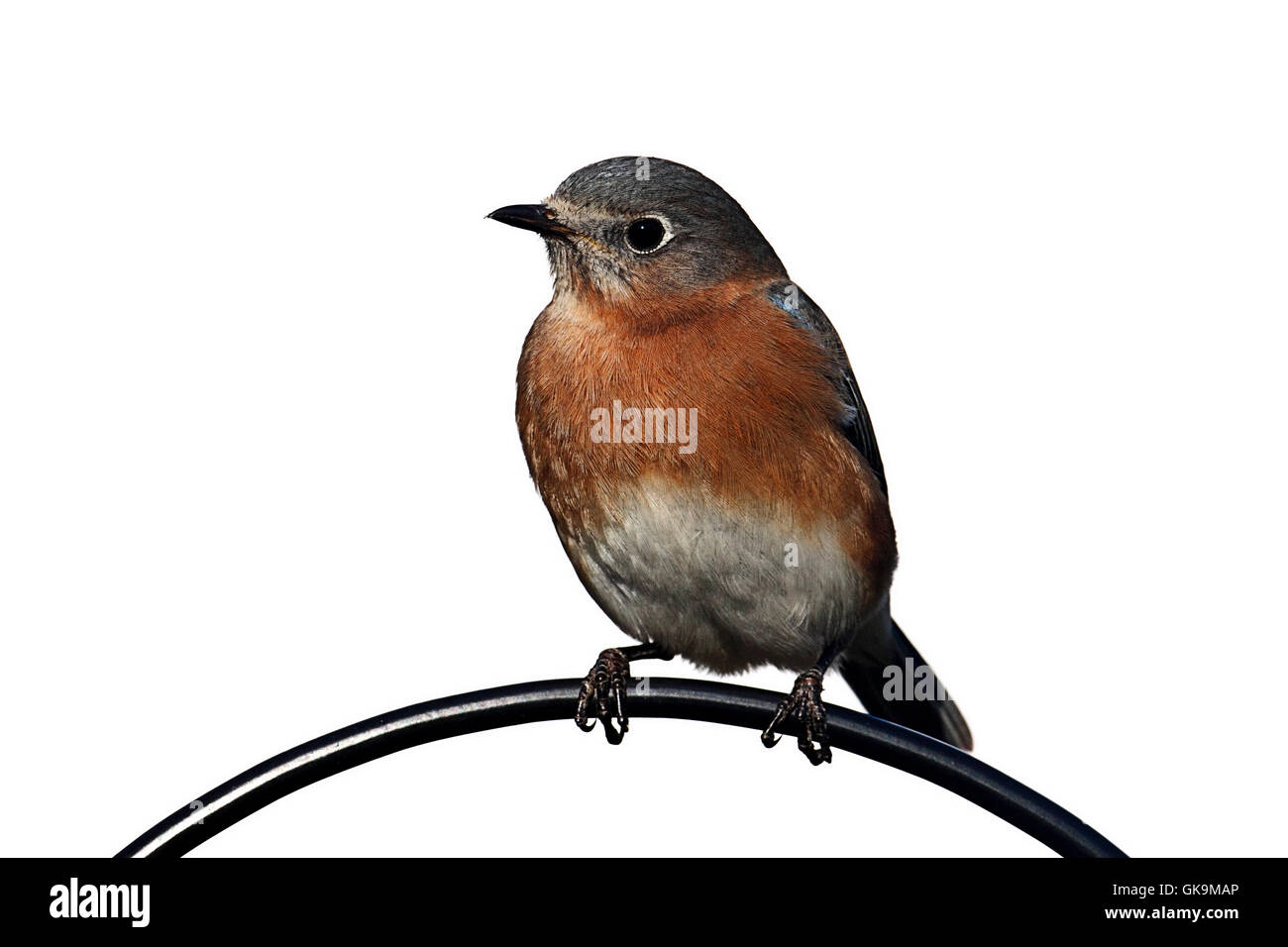 isolated bird eastern Stock Photo - Alamy