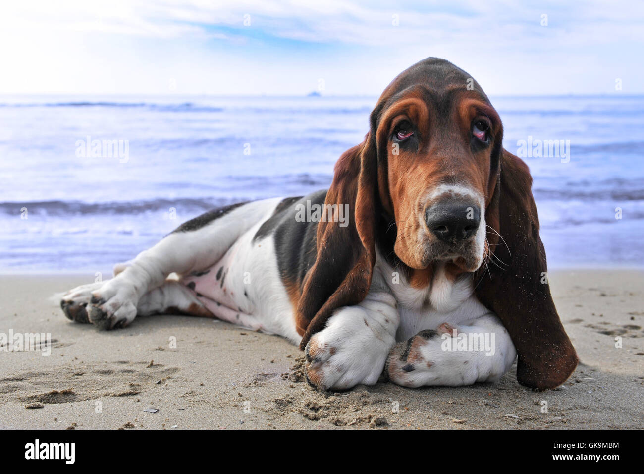 Animal at beach hi-res stock photography and images - Alamy