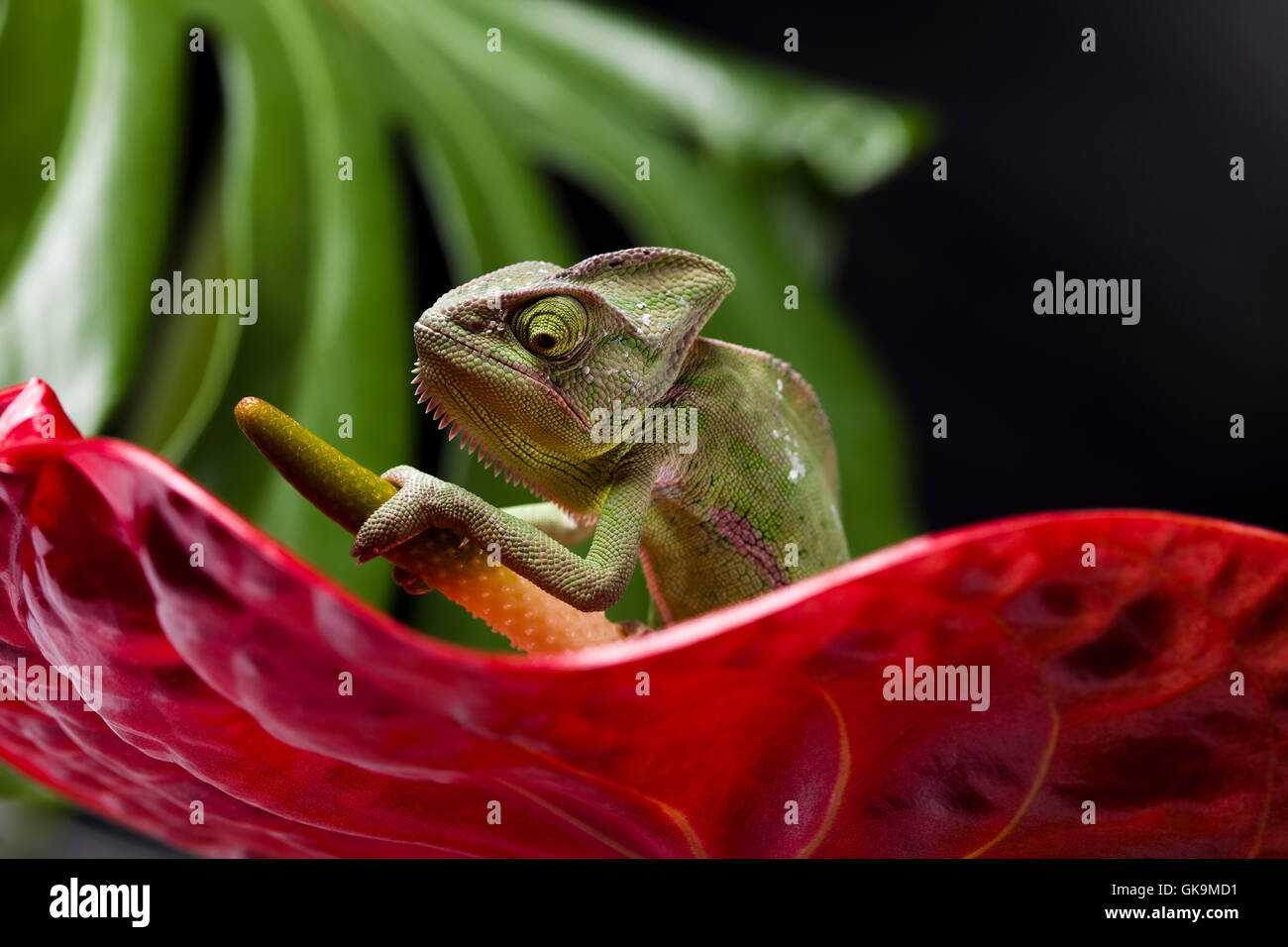 animal pet reptile Stock Photo - Alamy
