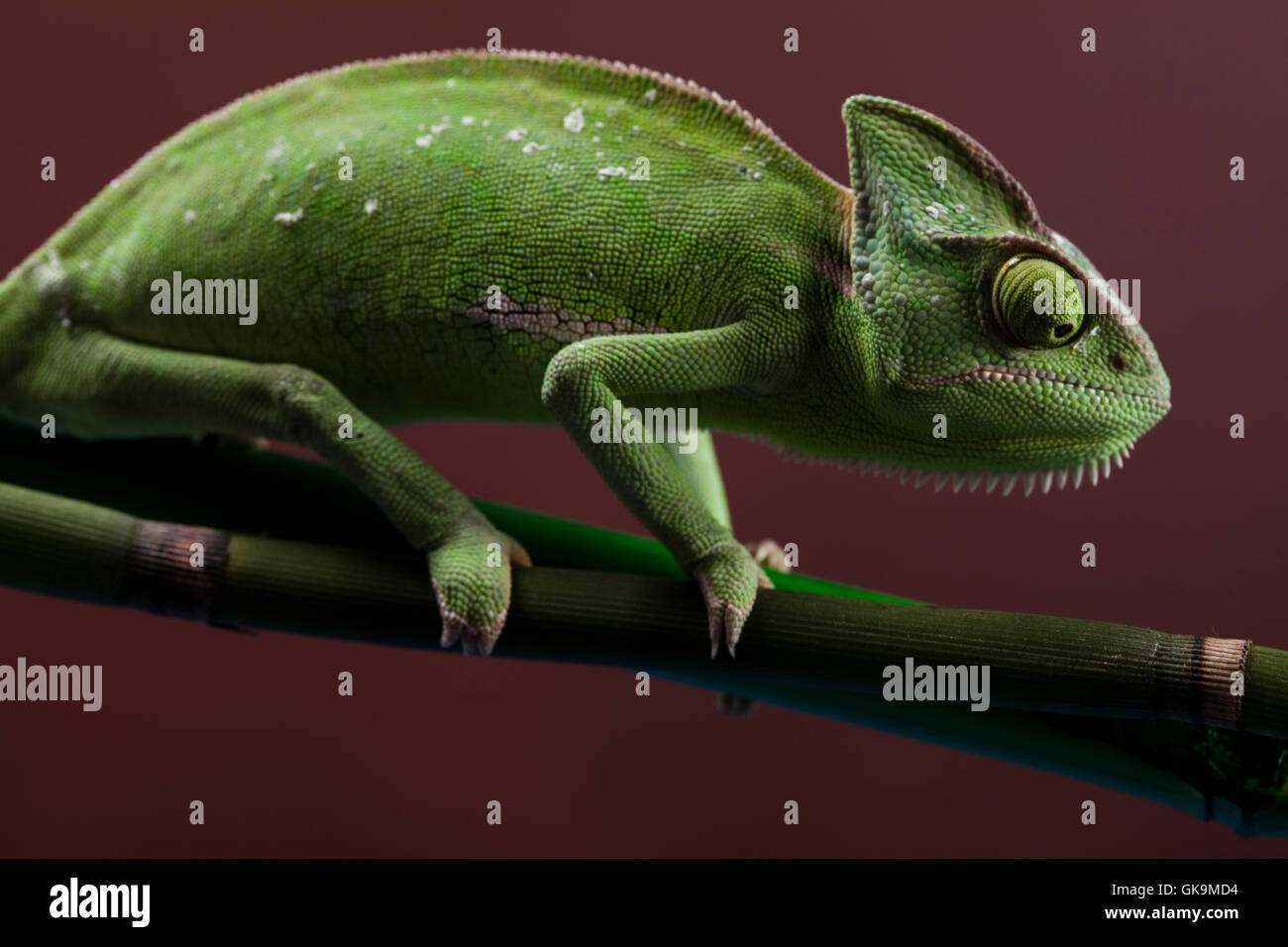 animal pet reptile Stock Photo - Alamy