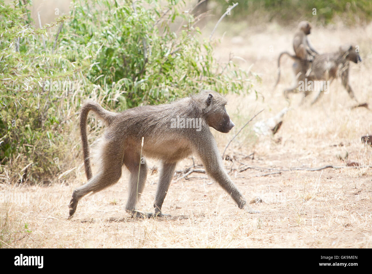 africa savannah monkey Stock Photo - Alamy