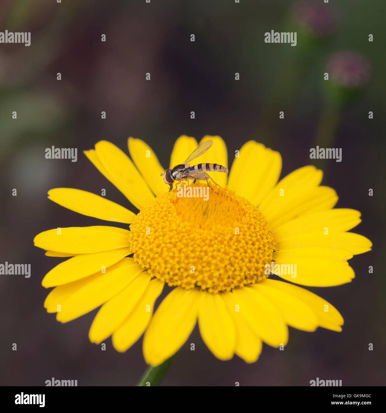 Oxeye hi-res stock photography and images - Alamy