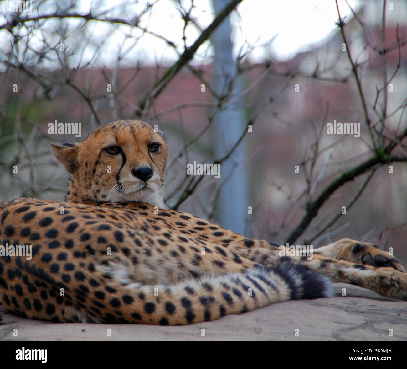 cheetah in the city Stock Photo - Alamy