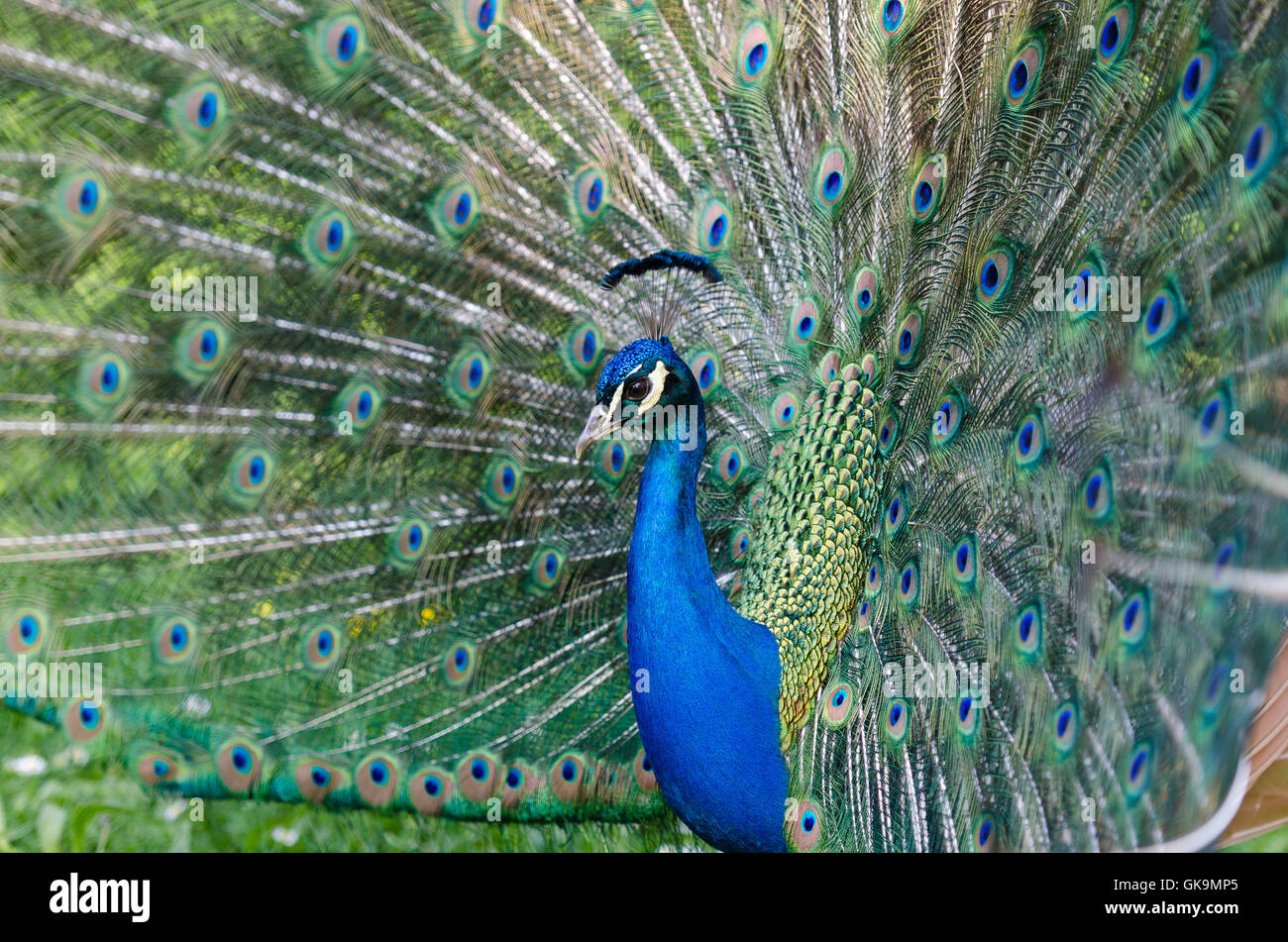 Show off hi-res stock photography and images - Alamy