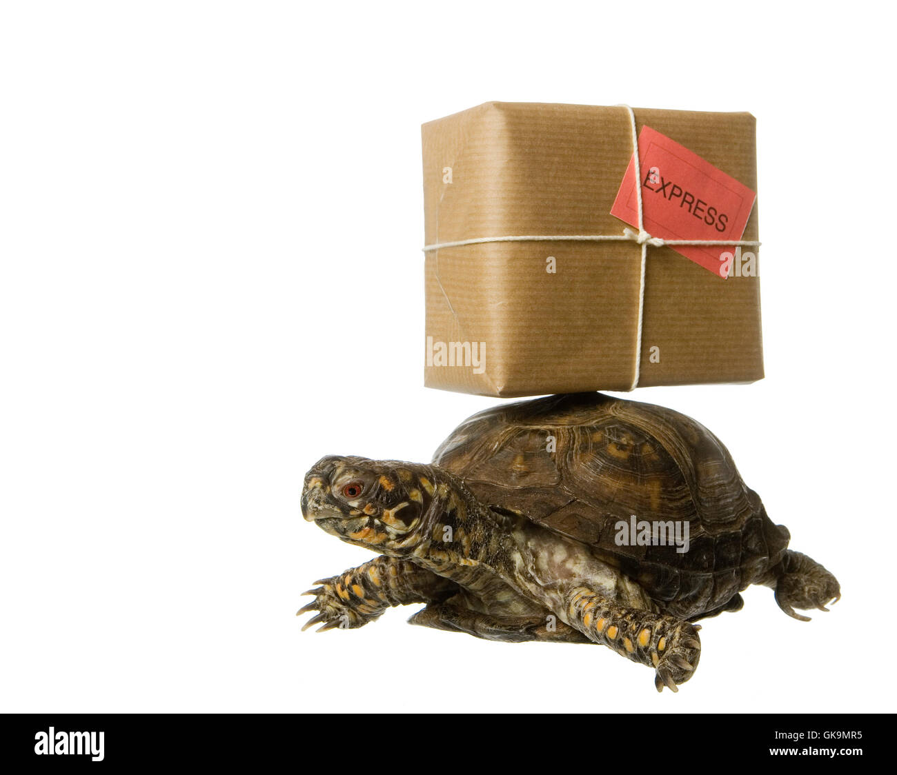 Animal cargo Cut Out Stock Images & Pictures - Alamy